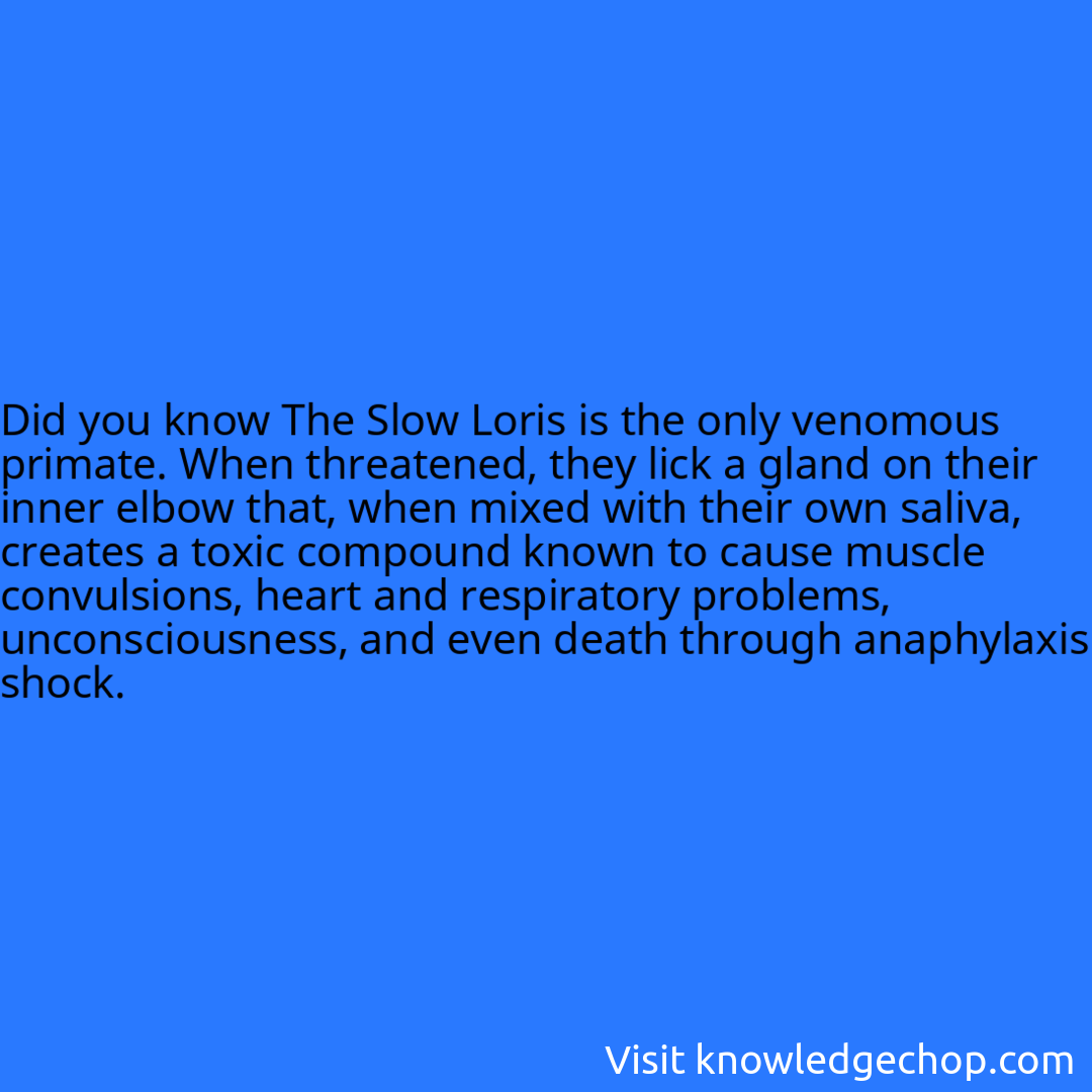 The Slow Loris is the only venomous primate. When threatened, they lick ...