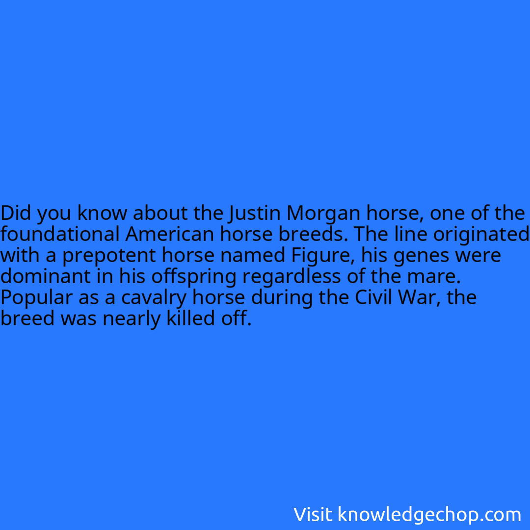 about the Justin Morgan horse, one of the foundational American horse ...